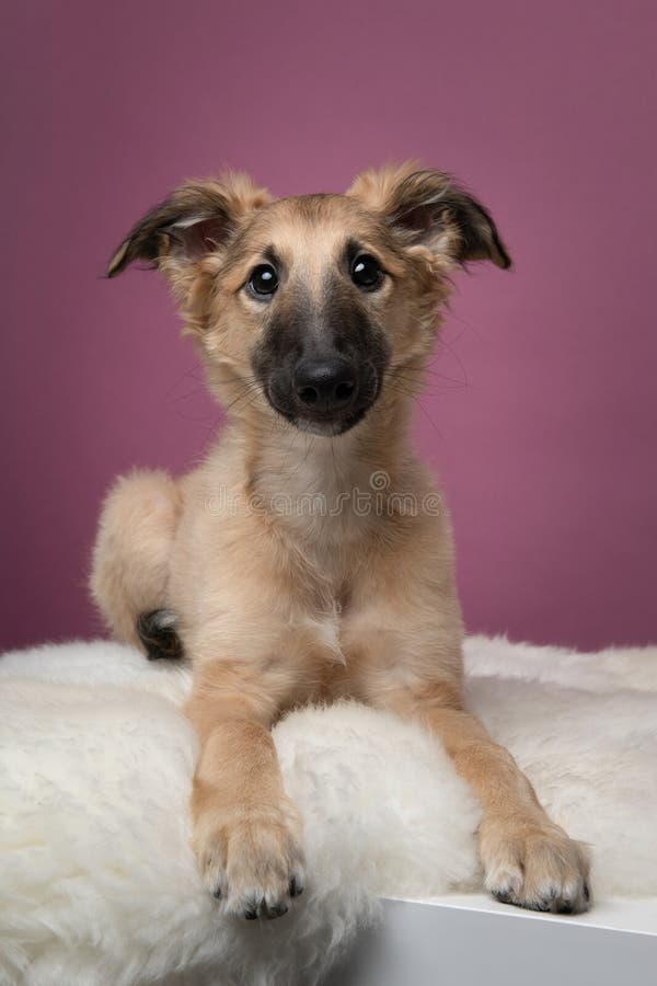 Cute Silken Windsprite Puppy Lying Down on a Red Maroon Background ...