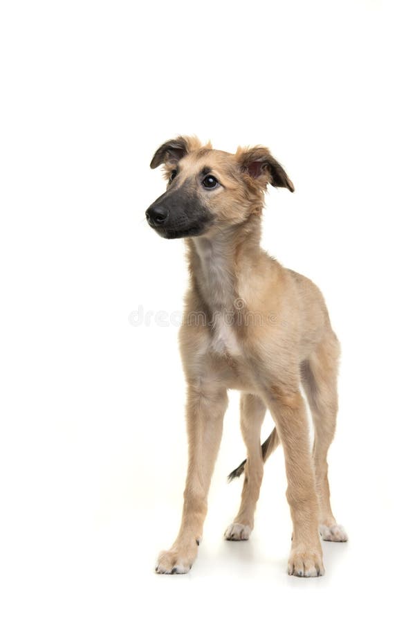 Cute Silken Windsprite Puppy Standing Isolated on a White Background ...
