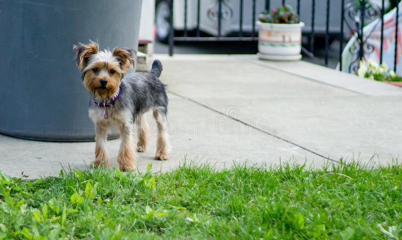 Cute Silky Terrier Standing Near a Lawn Stock Image - Image of outside ...