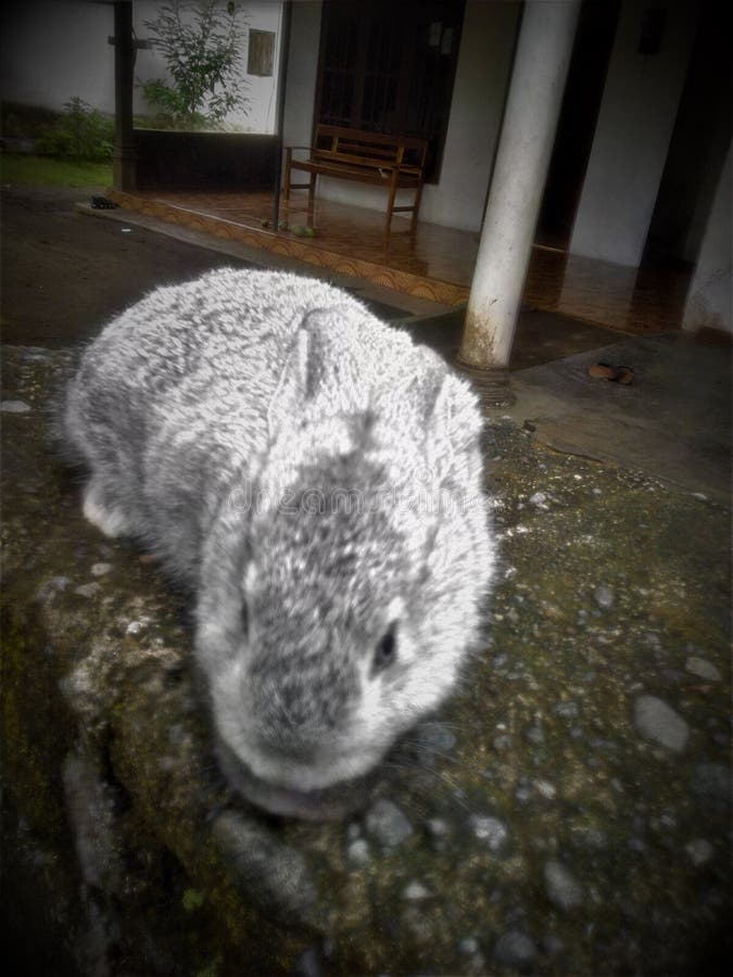 A Cute Silver Bunny on the Brick Stock Image - Image of beautiful, cute ...