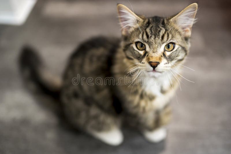 Cute Simple Cat at Home Basement Stock Image - Image of fluffy, happy ...