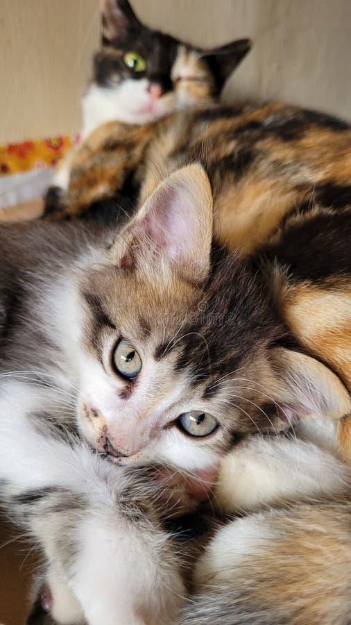 243 Cat Winking Stock Photos - Free & Royalty-Free Stock Photos from ...