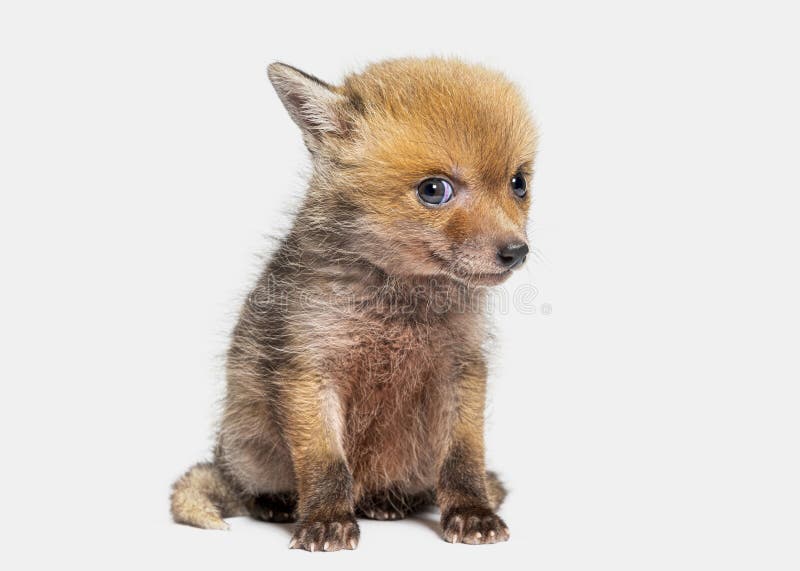 Cute Sitting Five Weeks Old Red Fox Cub Looking at the Camera, Isolated ...