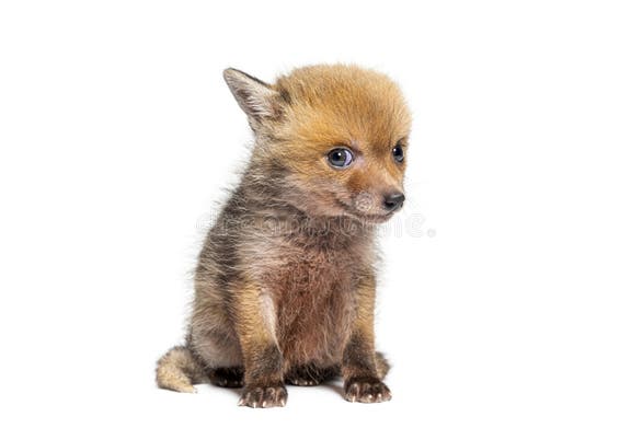 Cute Sitting Five Weeks Old Red Fox Cub Looking at the Camera, Isolated ...