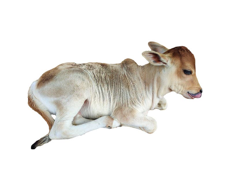 16,439 Calf White Background Stock Photos - Free & Royalty-Free Stock ...