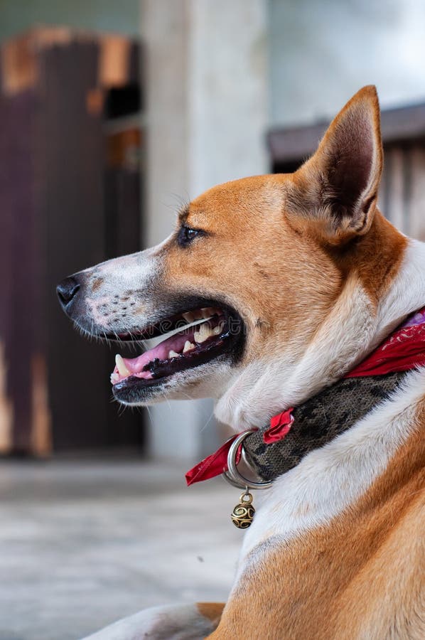 The Thai Local Dog in Security Action. Stock Image - Image of cute ...