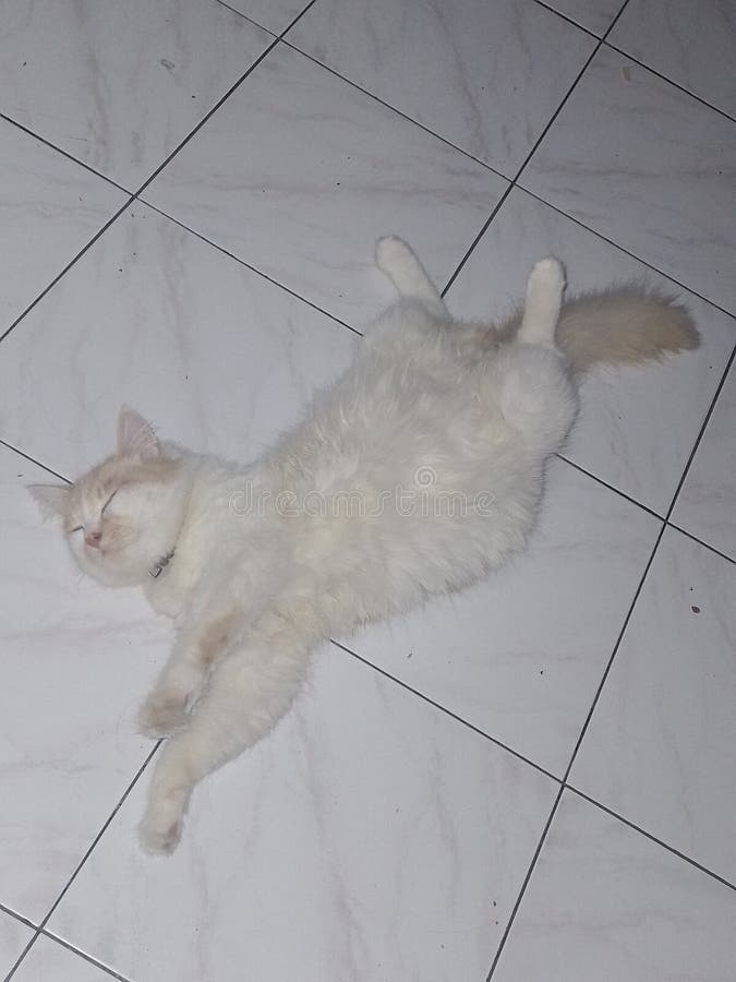 Cute sleeping cat stock photo. Image of carnivore, wing - 375088322