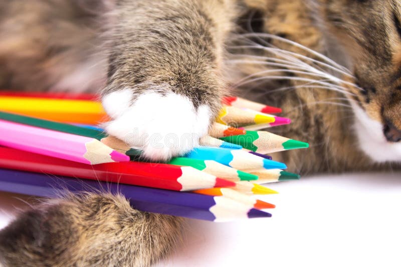 Cute Sleeping Cat with Colored Pencils Stock Image - Image of colored ...