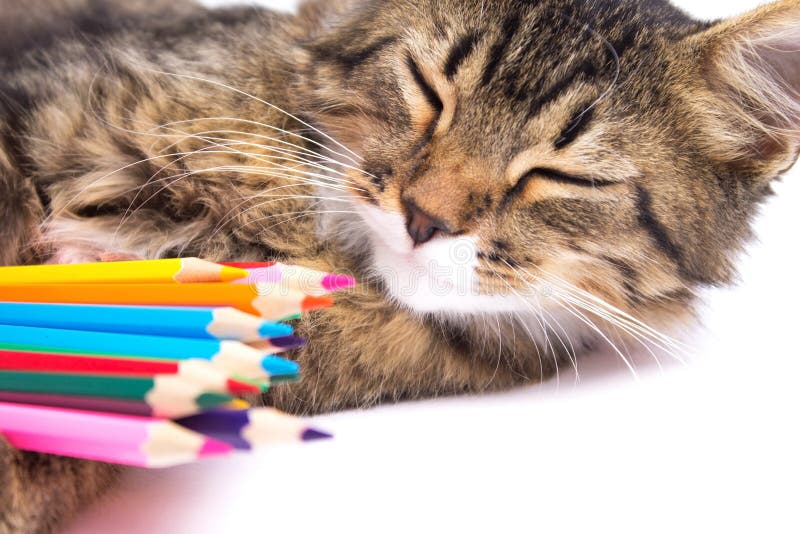 Cute Sleeping Cat with Colored Pencils Stock Image - Image of color ...