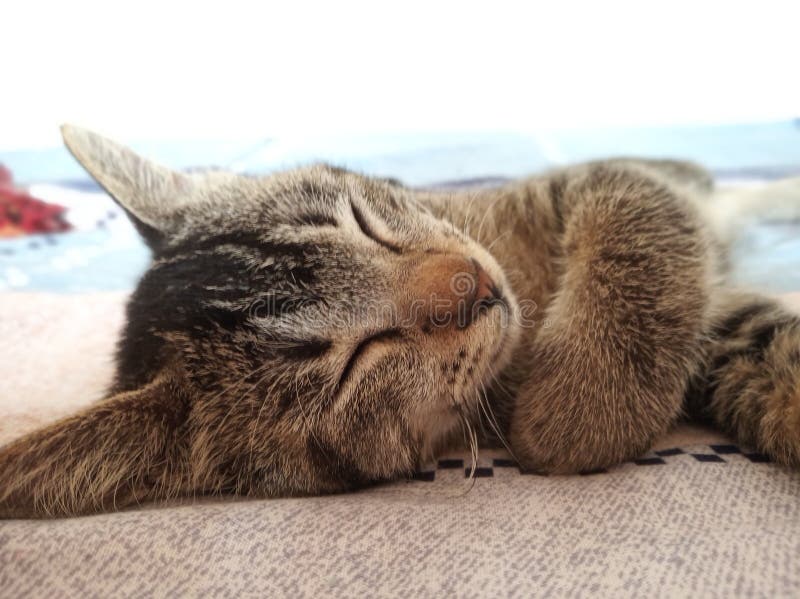 Cute Sleeping Cat in the Morning Stock Photo - Image of meow, sleeping ...