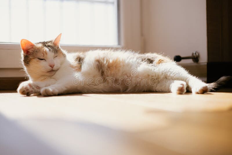 Sleeping Domestic Cat at Home Stock Photo - Image of care, looking ...