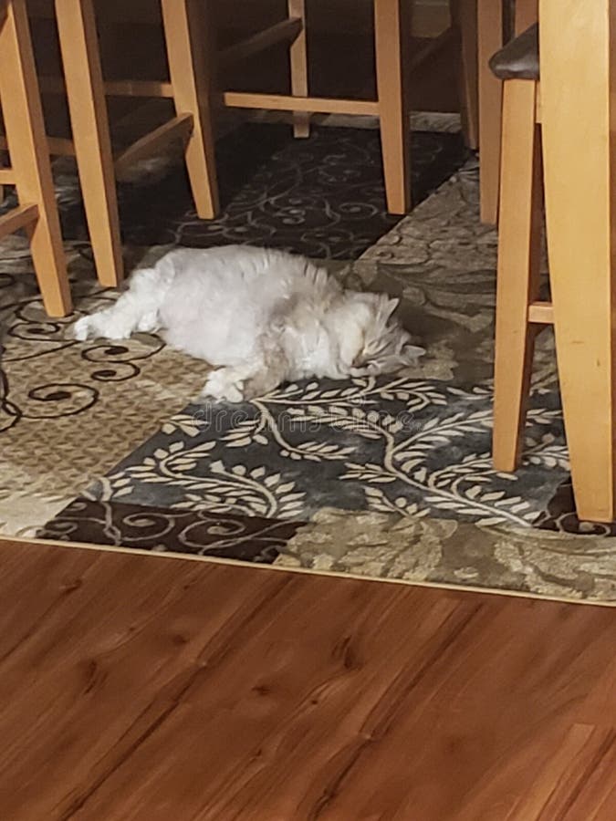 Cute sleeping fat cat stock photo. Image of sleeping - 162782818