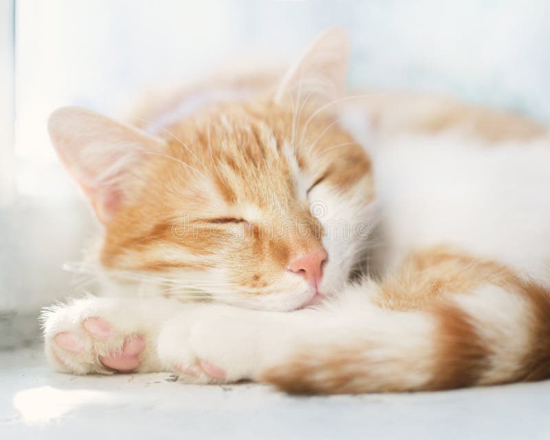 Cute sleeping ginger cat stock photo. Image of sleeping - 76994038