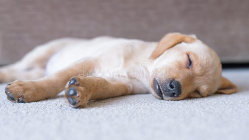 Cute Sleeping Labrador Puppy Stock Photo - Image of nature, cute: 60715690
