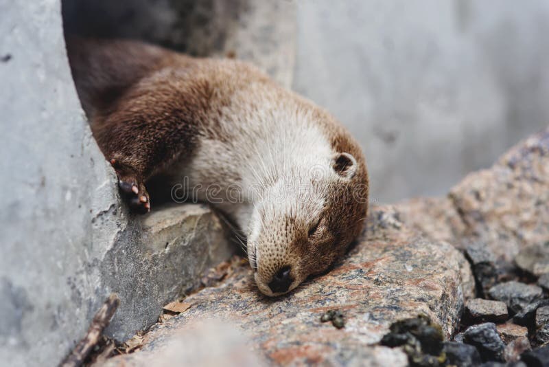 Sleeping Otter. stock image. Image of wild, green, body - 12969561