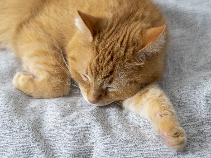 Cute Sleeping Red Cat on a Gray Blanket. Sleeping Pet Stock Photo ...
