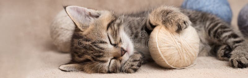 Cute Sleeping Tabby Kitten with Balls of Wool Panoramic Banner Stock ...