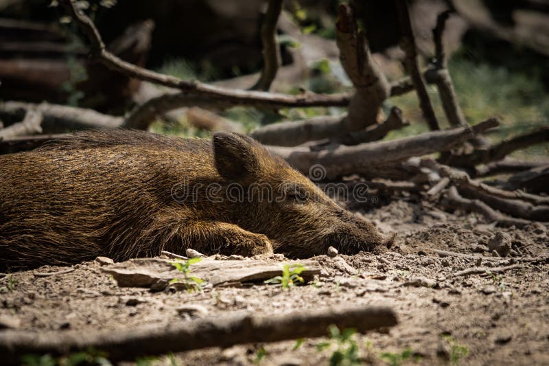 Cute Sleeping Wild Boar on the Ground Stock Photo - Image of face ...