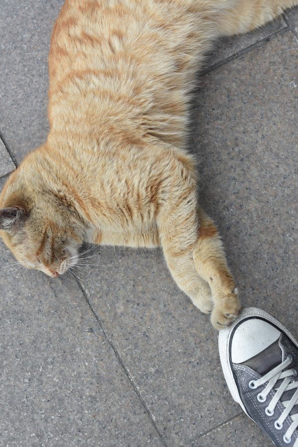 Cute sleeping yellow cat stock image. Image of rare - 110297815