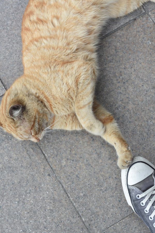 Cute sleeping yellow cat stock image. Image of hunter - 110526509