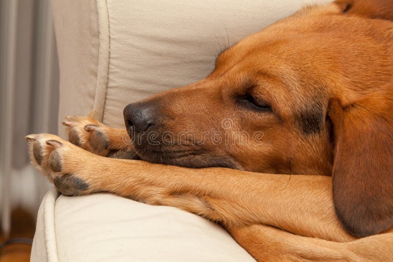 Cute Sleepy Dog stock photo. Image of domestic, lying - 119064918