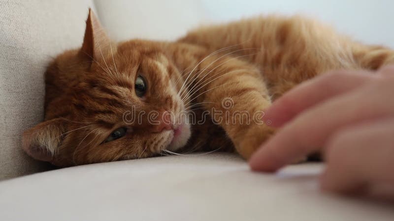Cute Sleepy Ginger Cat Lying on the Sofa and Playing with Hand Stock ...