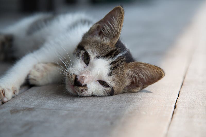 Cute sleepy kitten. stock image. Image of kitten, laying - 45574559