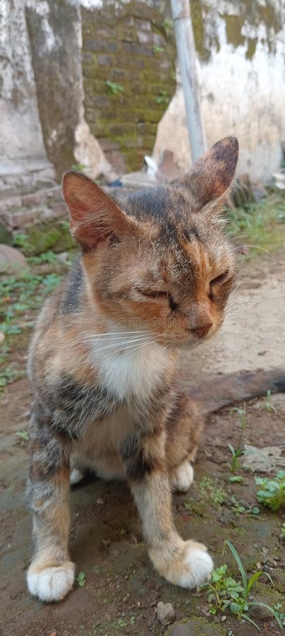 Sleepy Ownerless Cat Stock Photos - Free & Royalty-Free Stock Photos ...