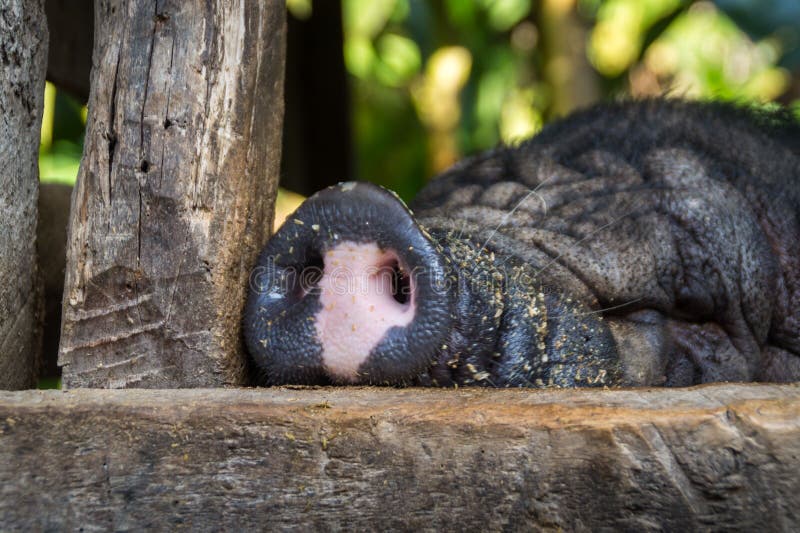 Cute Sleepy Pig Resting Its Head on a Fence Stock Photo - Image of ...