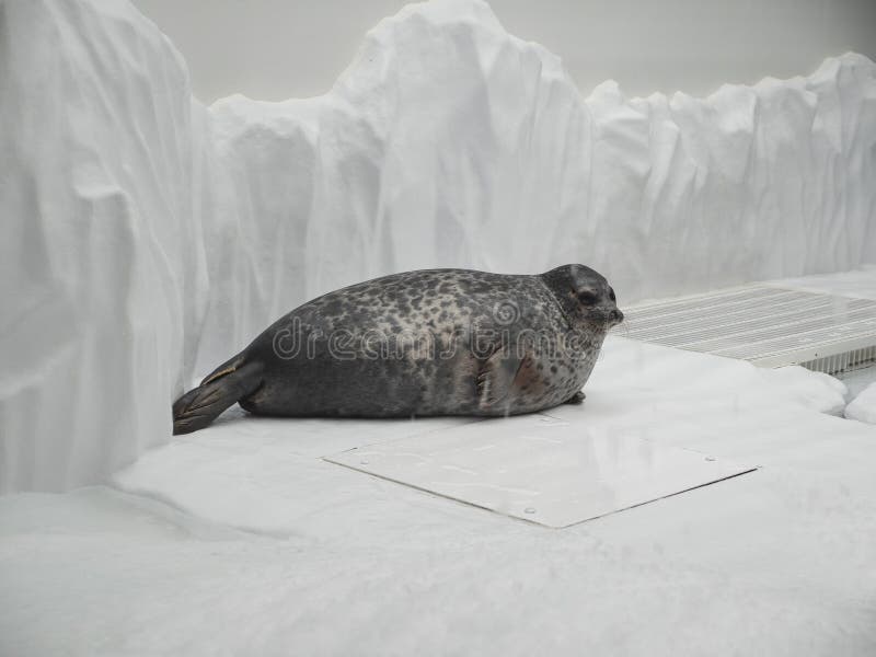 Cute, sleepy seal stock image. Image of life, jellyfish - 137761425