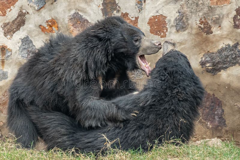 Cute Sloth Bears (Melursus Ursinus) Playing with Each Other at the Zoo ...