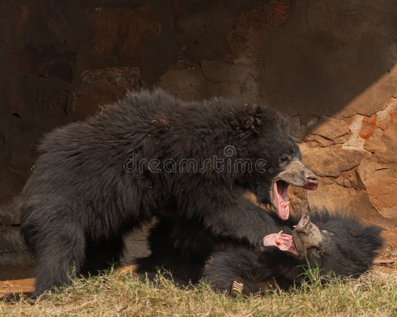 Cute Sloth Bears (Melursus Ursinus) Playing with Each Other at the Zoo ...