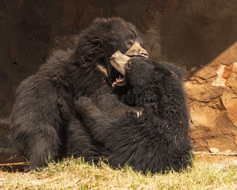 Cute Sloth Bears (Melursus Ursinus) Playing with Each Other at the Zoo ...