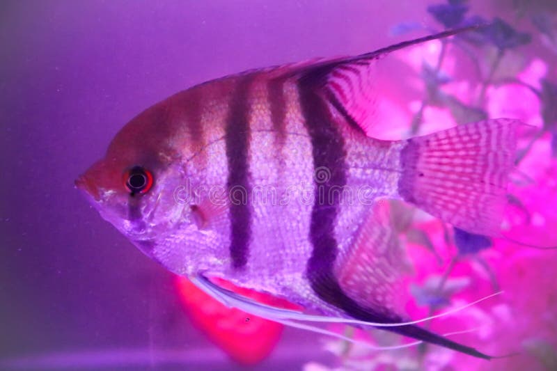 Cute Small Angelfish Swim in the Fish Tank Stock Image - Image of calm ...