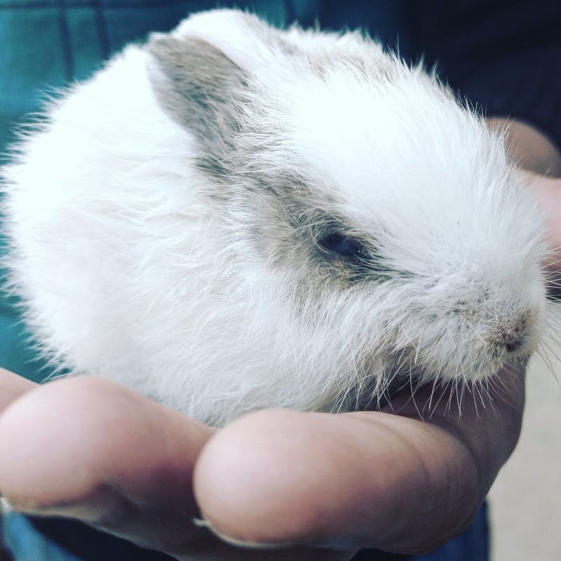 A cute small baby rabbit stock image. Image of beutiful - 86091547