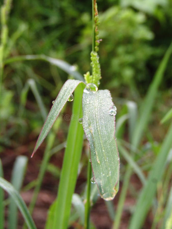 Cute Small Beautiful Rain Drops on Leaf. Stock Image - Image of rain ...