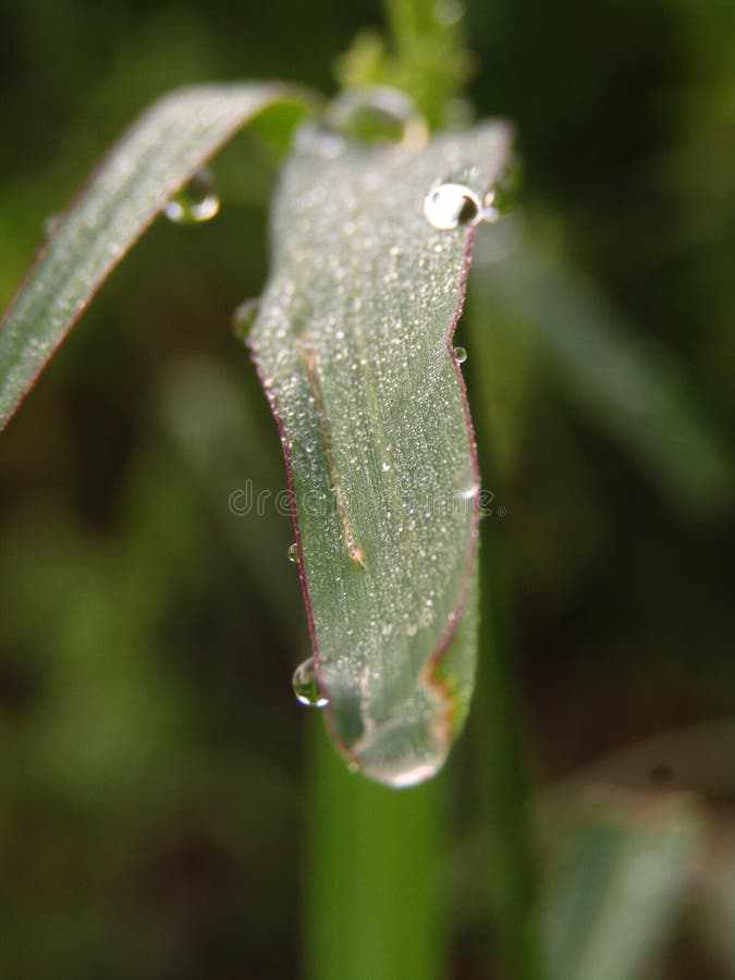 Cute Small Beautiful Rain Drops on Leaf. Stock Photo - Image of ...