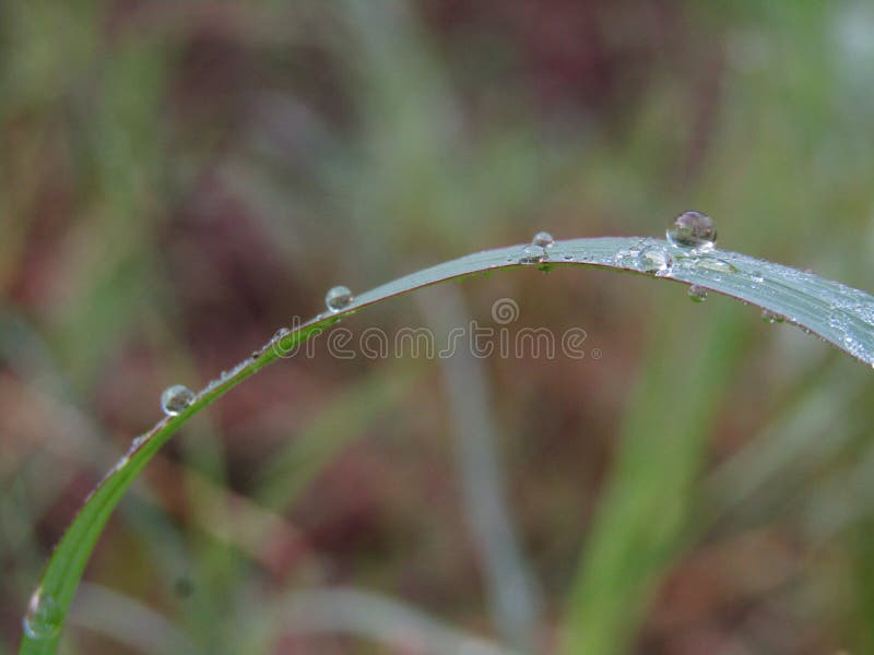 Cute Small Beautiful Rain Drops on Leaf. Stock Image - Image of ...