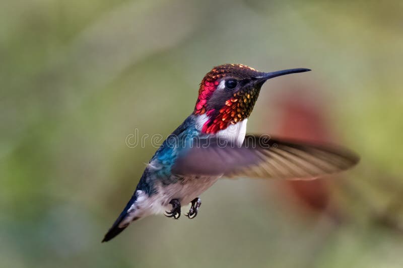 Cute Small Bee Hummingbird in Its Natural Habitat Stock Photo - Image ...