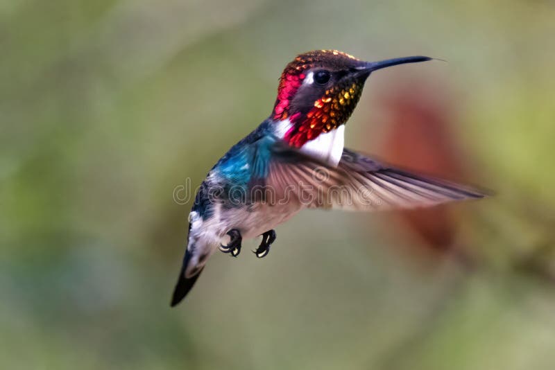 Cute Small Bee Hummingbird in Its Natural Habitat Stock Photo - Image ...