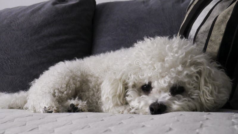 Cute Small Bichon Frise Puppy Indoors Stock Photo - Image of asleep ...