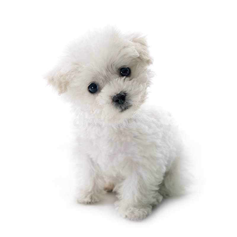 Cute Small Bichon Frise Puppy Stock Image - Image of looking, isolated ...