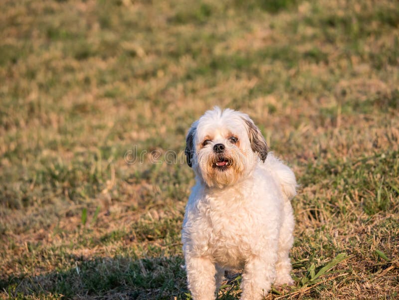 Cute Small Bichon Puppy at Golden Hour, Playing in the Grass Stock ...