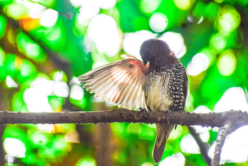 Cute Small Bird Giving Pose Stock Image - Image of pose, cute: 162135463