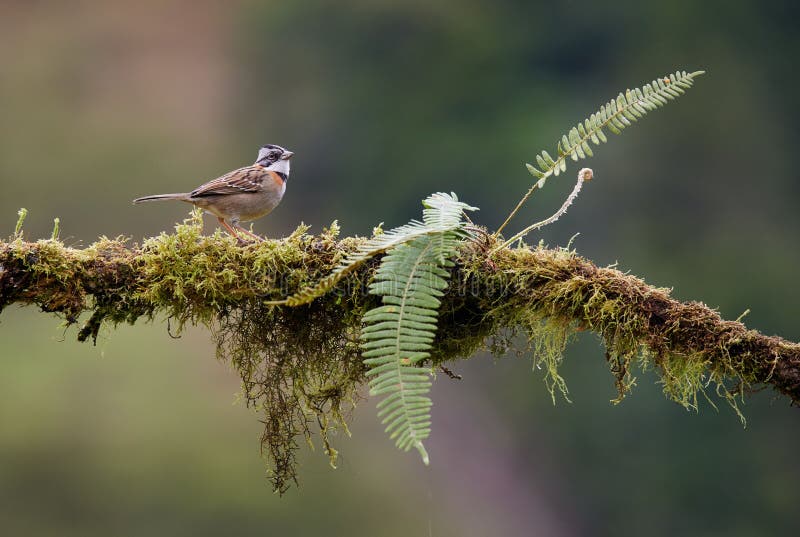 Cute, Small Bird Standing on a Mossy Tree Branch Stock Photo - Image of ...