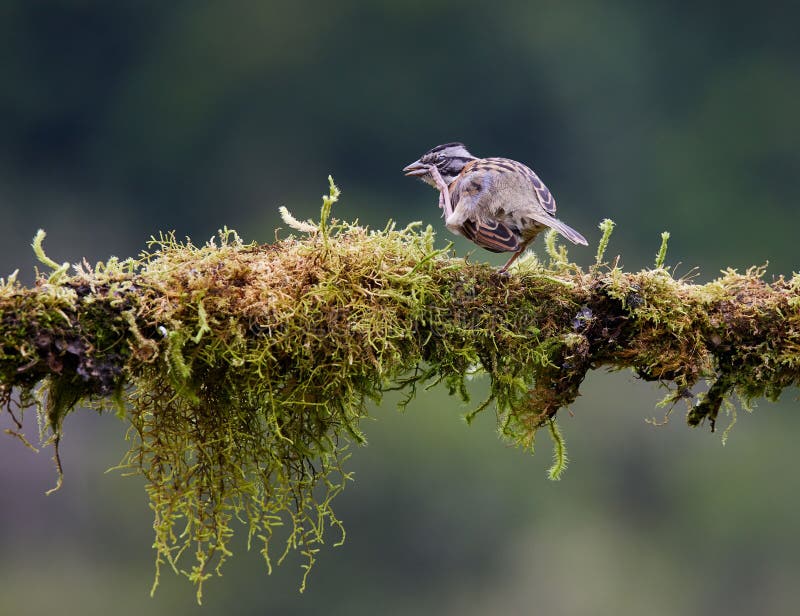 Cute, Small Bird Standing on a Mossy Tree Branch Stock Photo - Image of ...