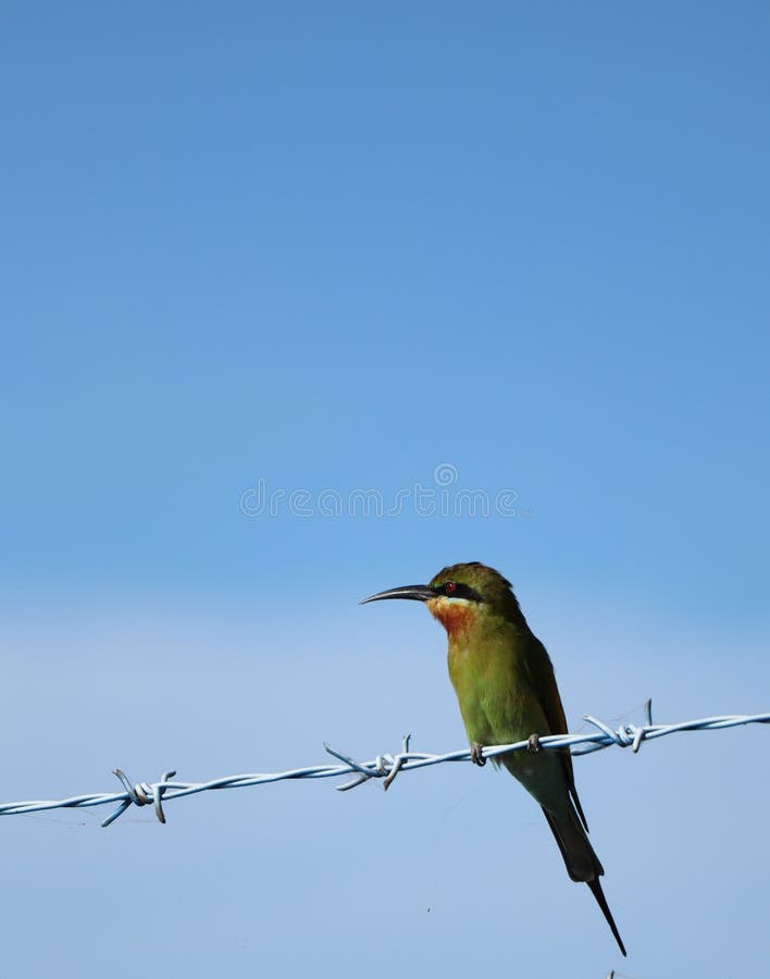 Blue Tail Bee Eater Perch on Barbed Wire Stock Image - Image of flight ...