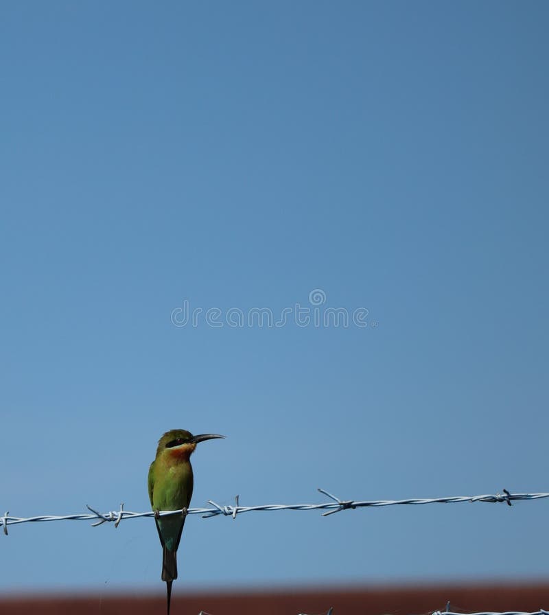 Blue Tail Bee Eater Perch on Barbed Wire Stock Image - Image of yellow ...