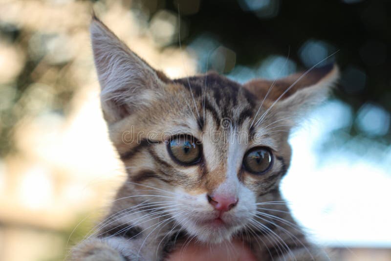 Cute Small Cat with Bag Sad Eyes Stock Photo - Image of looking ...