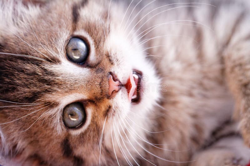 Cute small cat stock photo. Image of portrait, happy - 59157246